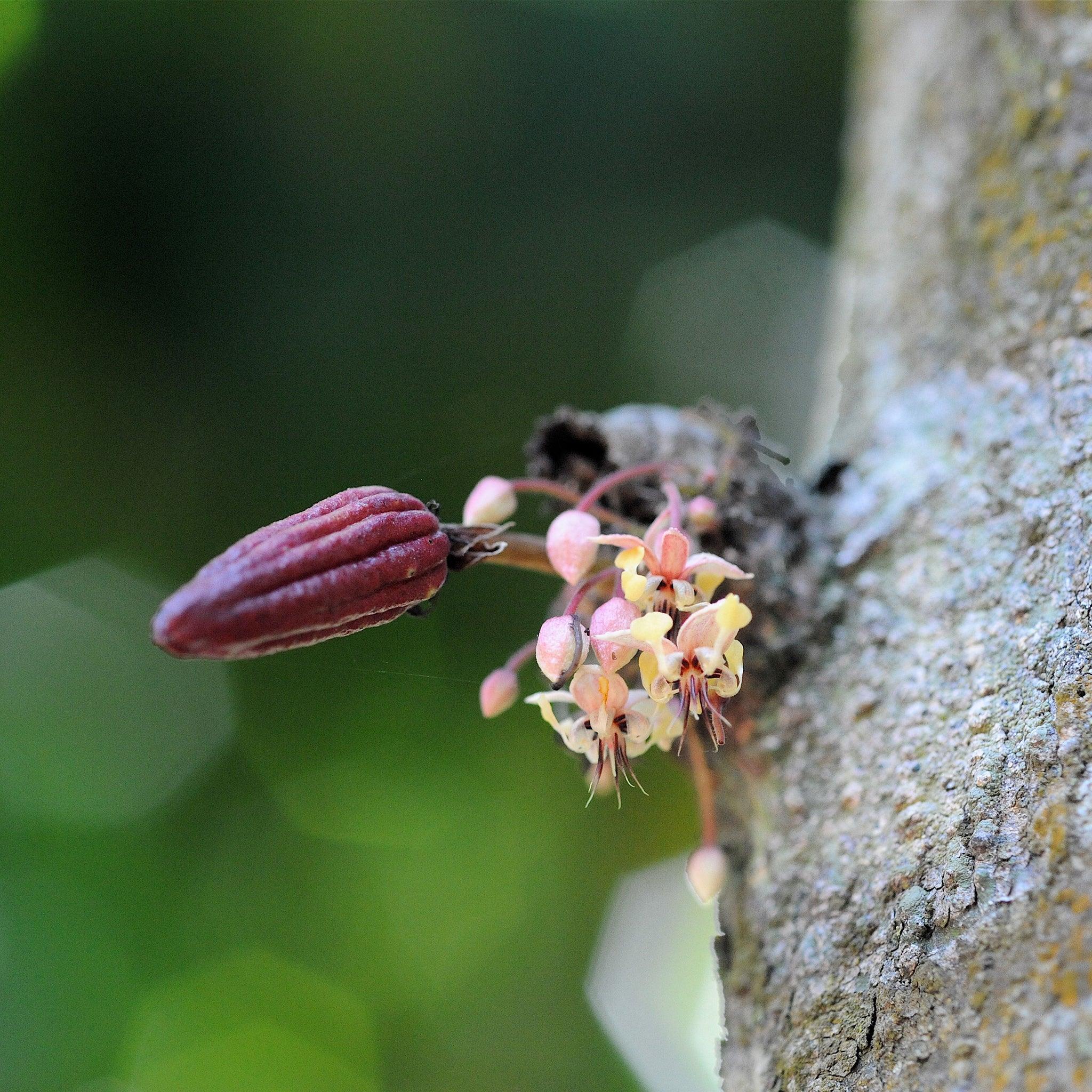 Askanya Chocolate Founder Interview – 54kibo